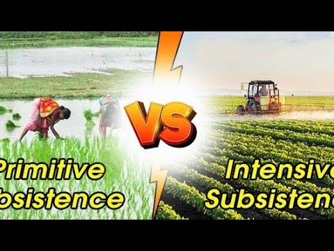 Primitive and Intensive Subsistence Farming | Under 10 min | Geography | NCERT | Class -10th |