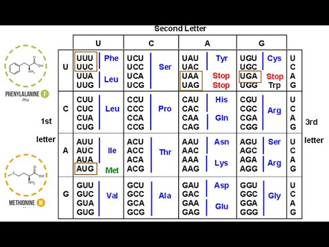 The Genetic Code