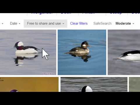 Google & Bing - Labeled for Reuse Image Search