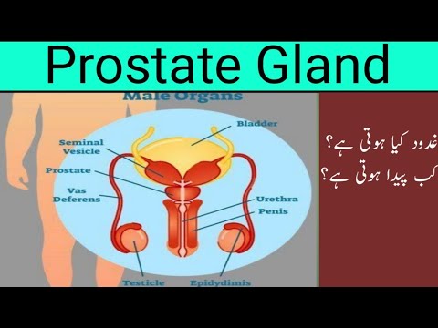 Prostate Gland in Urdu/Hindi | what is function of Prostate Gland in Urdu/Hindi