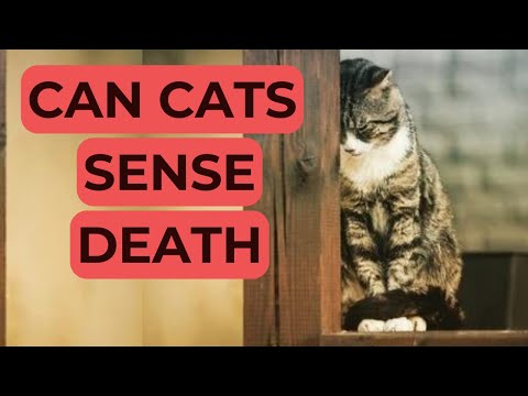 Do cats know when they are dying? Can they sense the end?