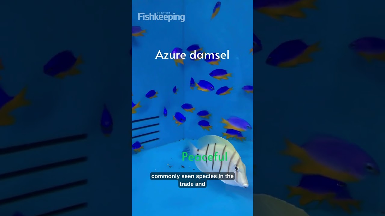 Damselfish, aggressive or peaceful?