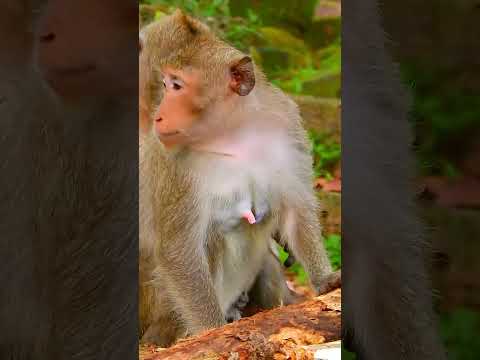 Hungry Baby Monkey Crying For Milk Cuz She Try To Weaning Her Baby #shorts #monkeys #animals