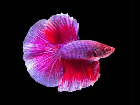 Siamese Fighting Fish, (Bettas)