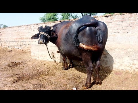top class pur (03095071591)nili buffalo for sale in pakistan on YouTube 31/5/2023