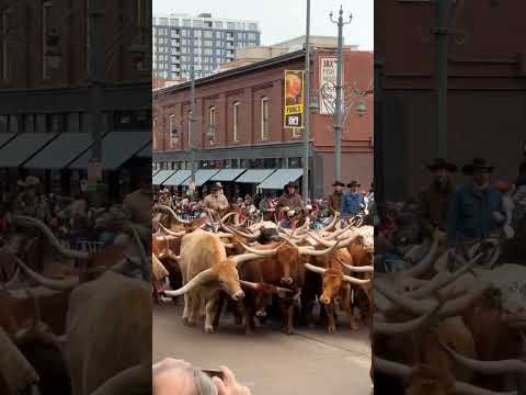 Western Stock Show Parade Downtown Denver Colorado #denvercolorado #milehighcity