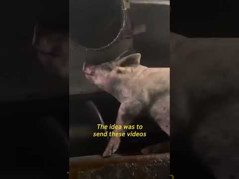 A whistleblower formerly employed at a JBS slaughterhouse brings you horrifying footage from inside.