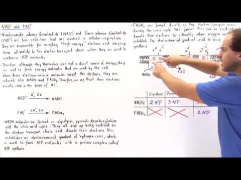 NAD+ and FAD+ Cofactors