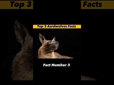 Aardwolves Facts #youtubeshorts #shorts #facts
