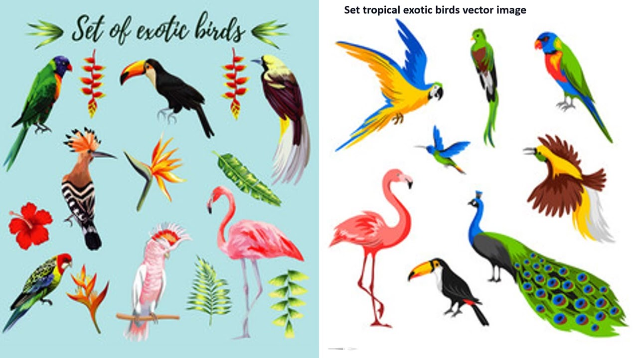Set tropical exotic birds vector image ..