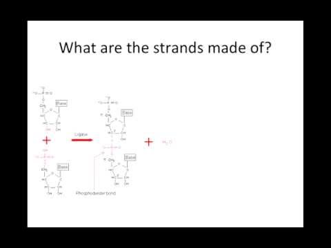 DNA structure.mov