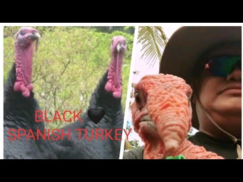 BLACK SPANISH TURKEY 🦃 FROM MEXICO BRING BY SPANISH EXPLORER.