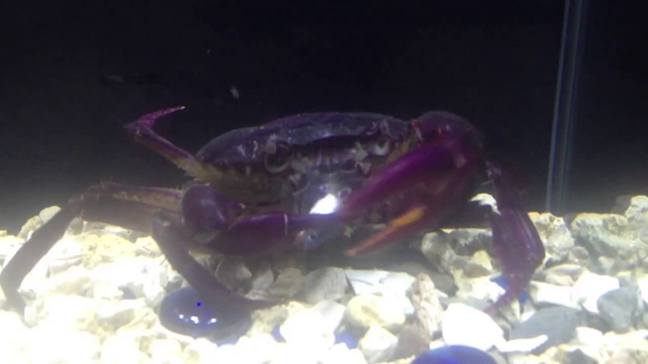 Thai devil crab eats fish