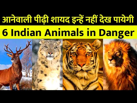 6 Endangered Animals of India (English Subtitles) | भारत की 6 जानवर जो विलुप्त होने की कगार पर हैं
