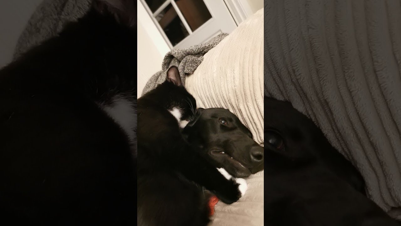 Dog Isn't Sure about Ear Cleaning Kitty || ViralHog