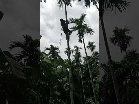 #Areca nut tree climbing #spraying medicine #Youtube shorts#