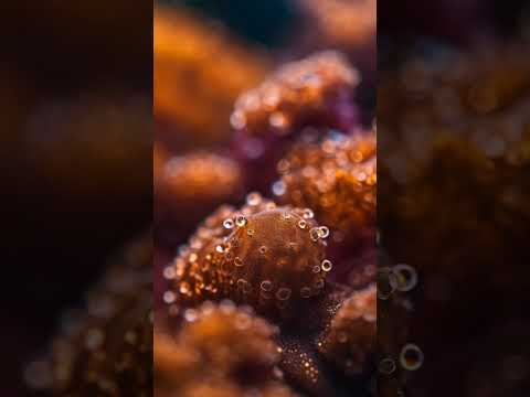 Amazing Camouflage Abilities of Octopuses #facts #shorts #animals #curiousfacts
