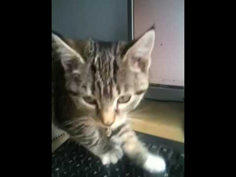 Mitten the kitten