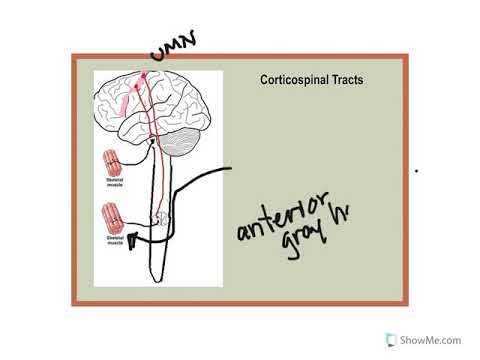 Somatic Motor Pathways Part I