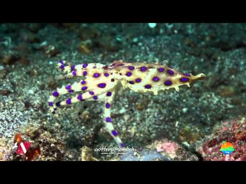 2012 Cephalopod Highlights