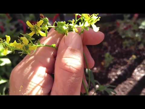 Ruda the Rue Herb of Grace, Queen of Herbs