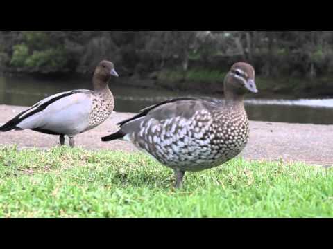 Australian Wood Duck - Australian Bird | Short Documentary