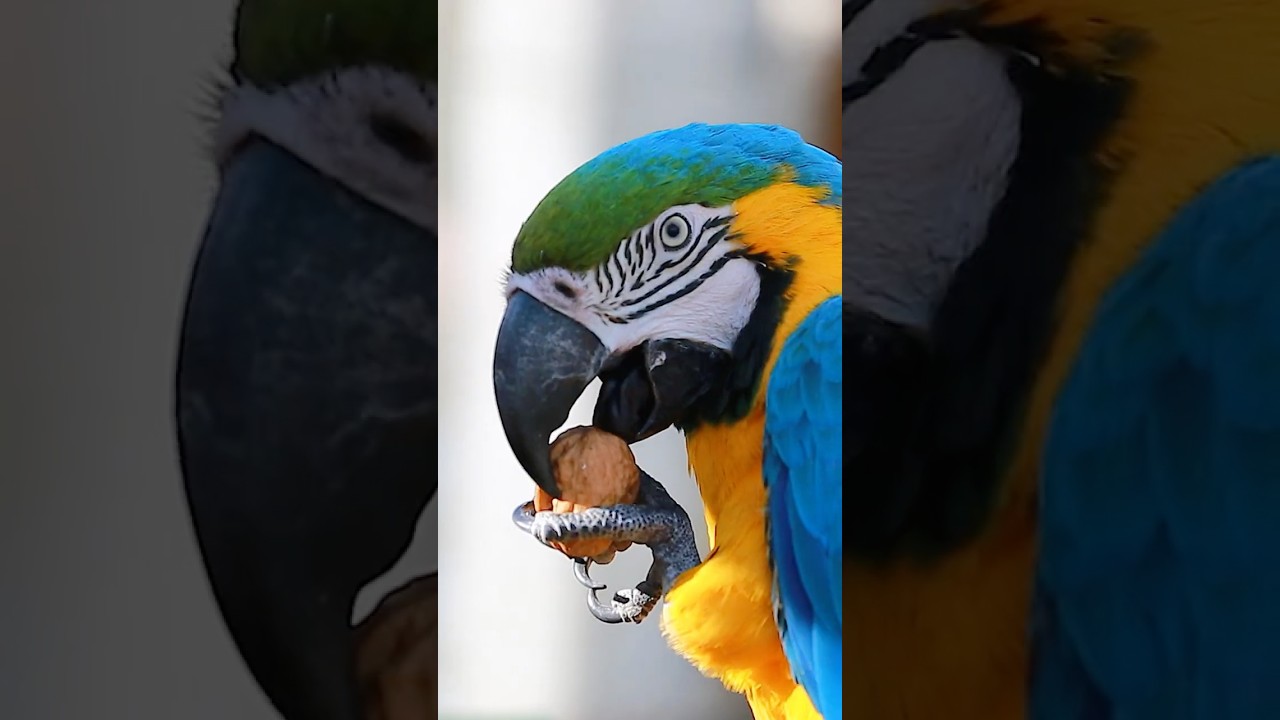 Bird beaks can do anything! #wildlife #birds #animalfacts