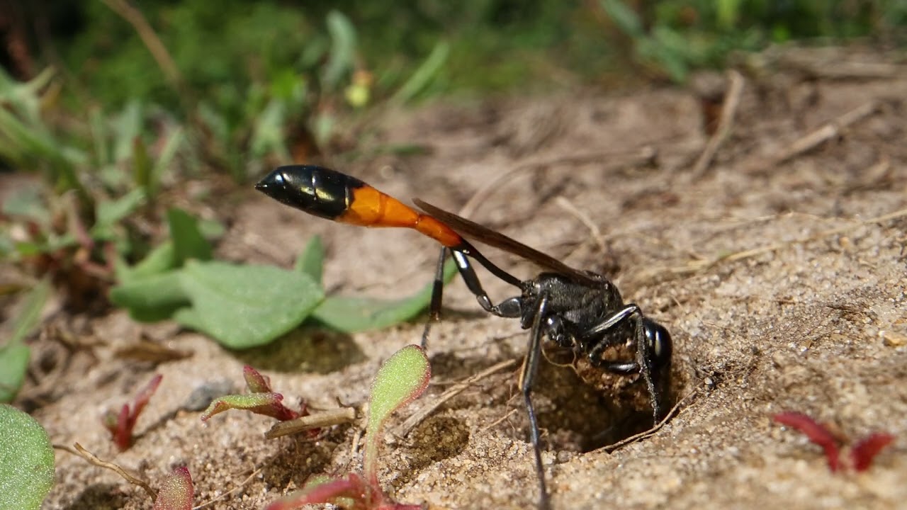 Sand Wasp digging a burrow