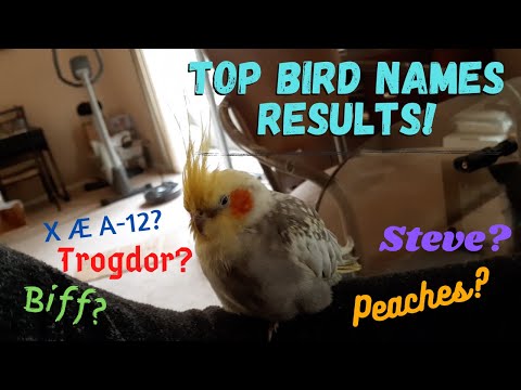 Top Bird Names Results | Parakeet Budgie Cockatiel Names