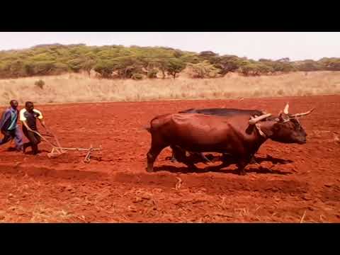 Ox Drawn Plow Creating Ridges to Plant Potatoes