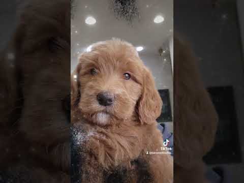 "Labradoodle Love Stories: Our Favorite Memories" #shorts #puppies #labradoodle