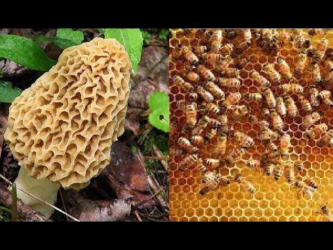 Morel Mushroom: History and Seasonal Availability