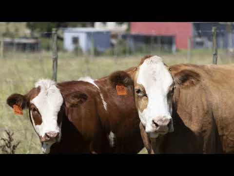 Total Dispersal Sale on behalf of Kyksim Simmentalers 2024