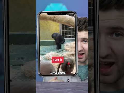 Gorilla Twerking