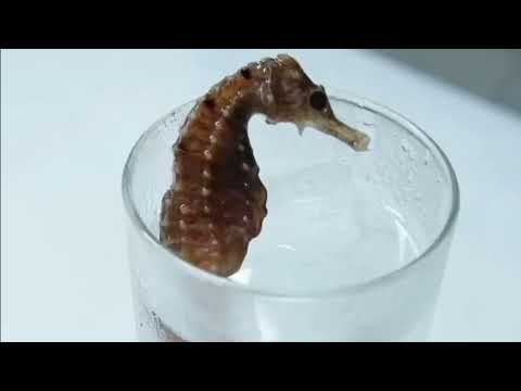 Neo Tokyo Cyberpunk Restaurant Serves Seahorse Cocktails