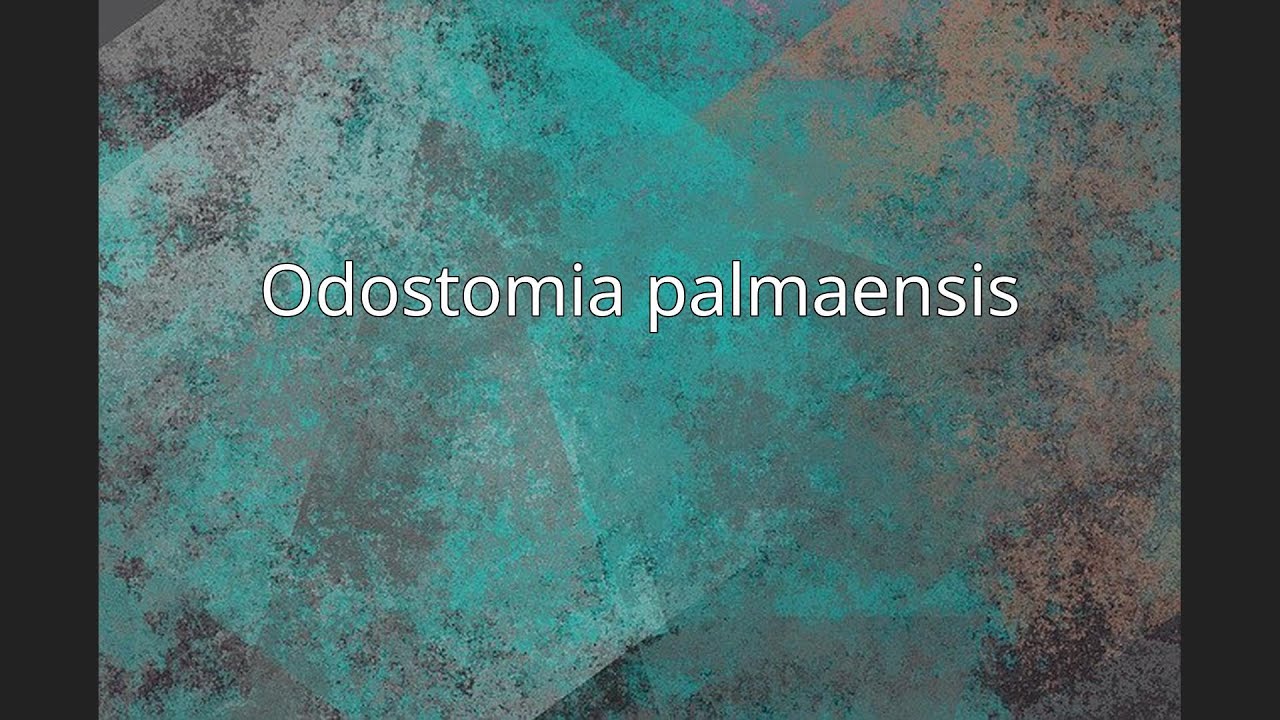 Odostomia palmaensis