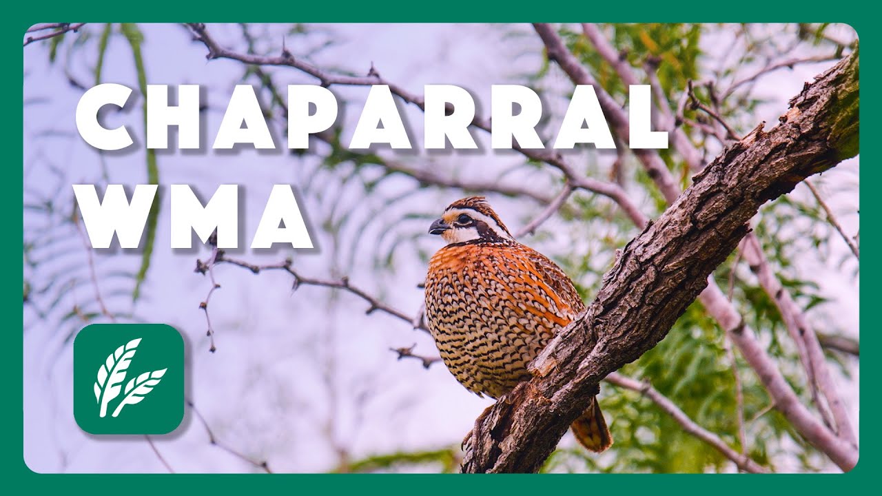 Chaparral WMA - Postcard From Texas