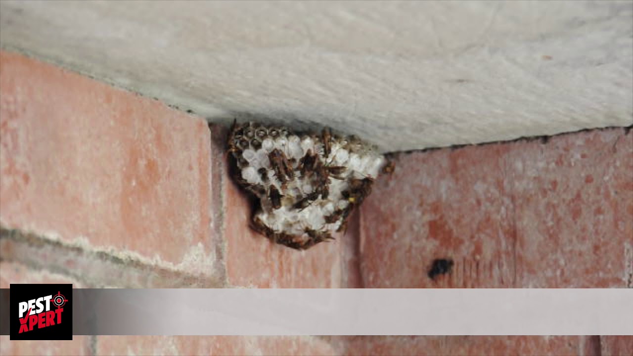 PestXpert Wasp Jet - Safe elimination of paper wasp nests