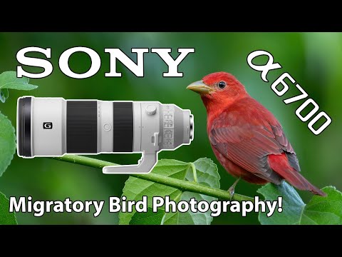 Sony 200-600mm + A6700: Migratory bird photography (SEL200600G)