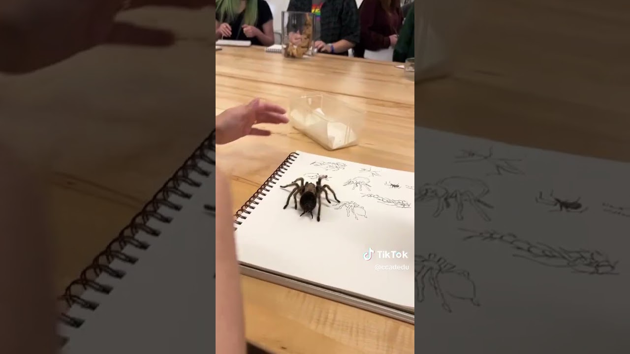 CCAD Sketch: Insects and Arachnids