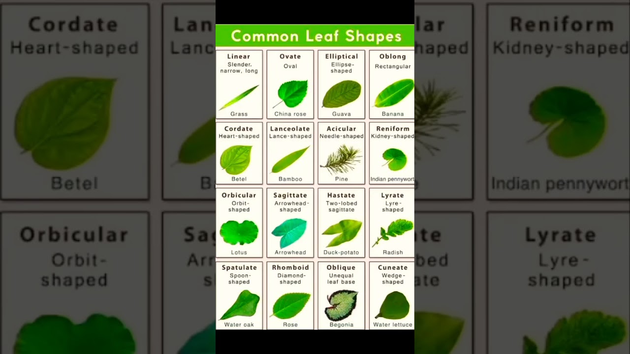Common Leaf Shapes🍃