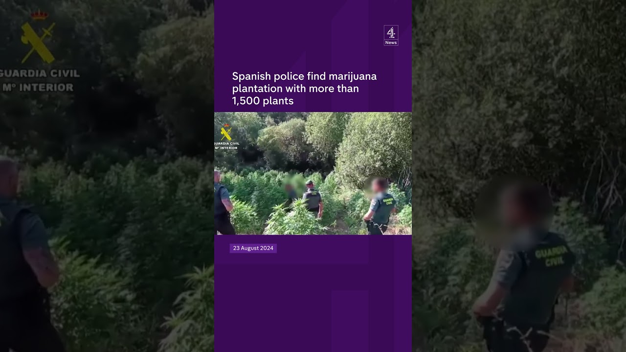 Over 1,500 marijuana plants found in Spain