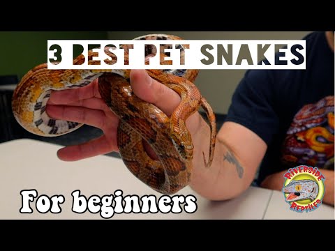 BEST PET SNAKES FOR BEGINNERS | EP.1: TOP 3
