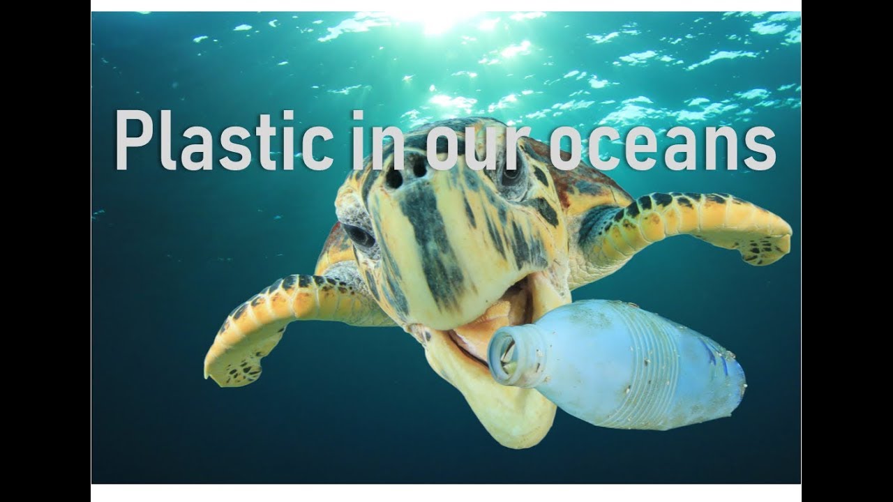 Learn #withme about impacts of plastic in our oceans | Prof TRACEY ROGERS
