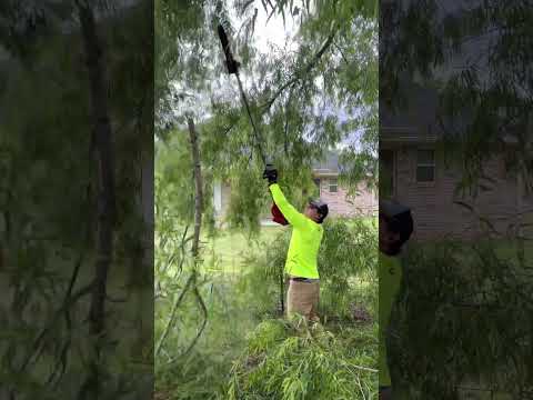 Easy Tree Trimming