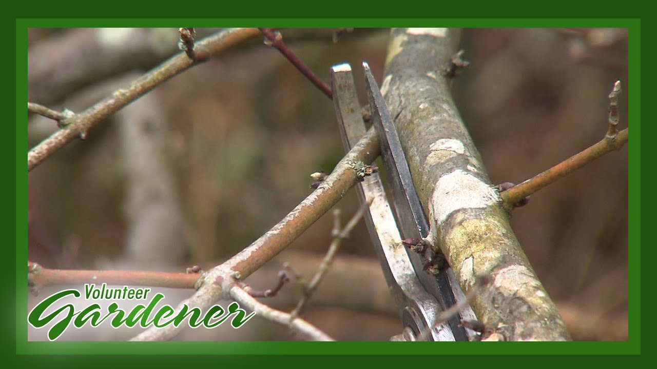 Winter Pruning | Volunteer Gardener