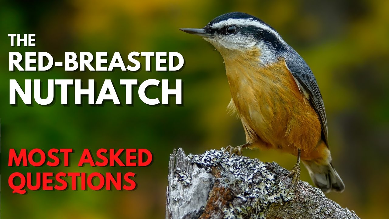 The Red-breasted Nuthatch | Most Asked Questions