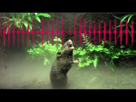 Costa Rican singing mice, new study | Dear Kitty. Some blog