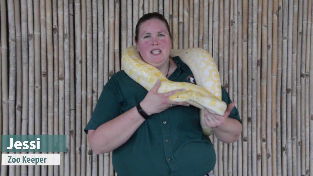 Female Burmese Python