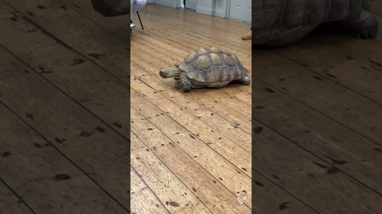 Tortoise walking